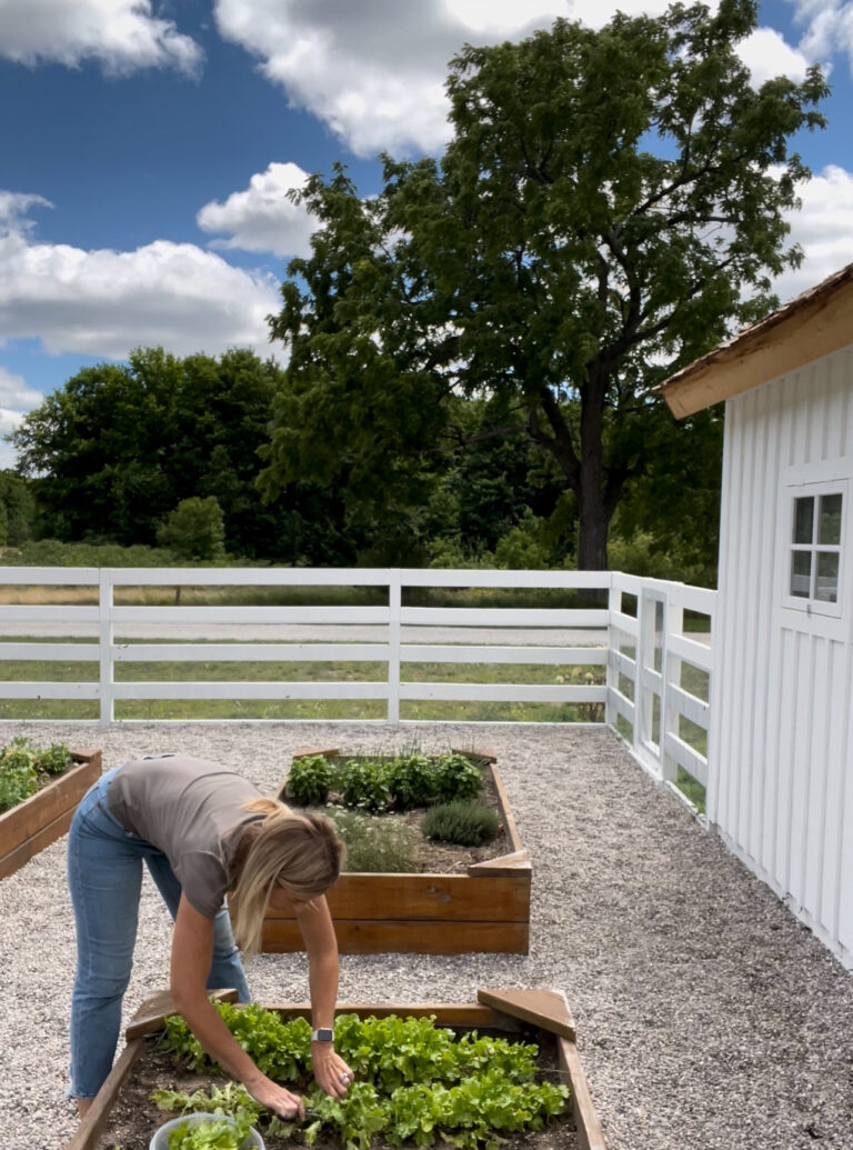 Vegetable Garden Plan and Sowing Early in the Greenhouse